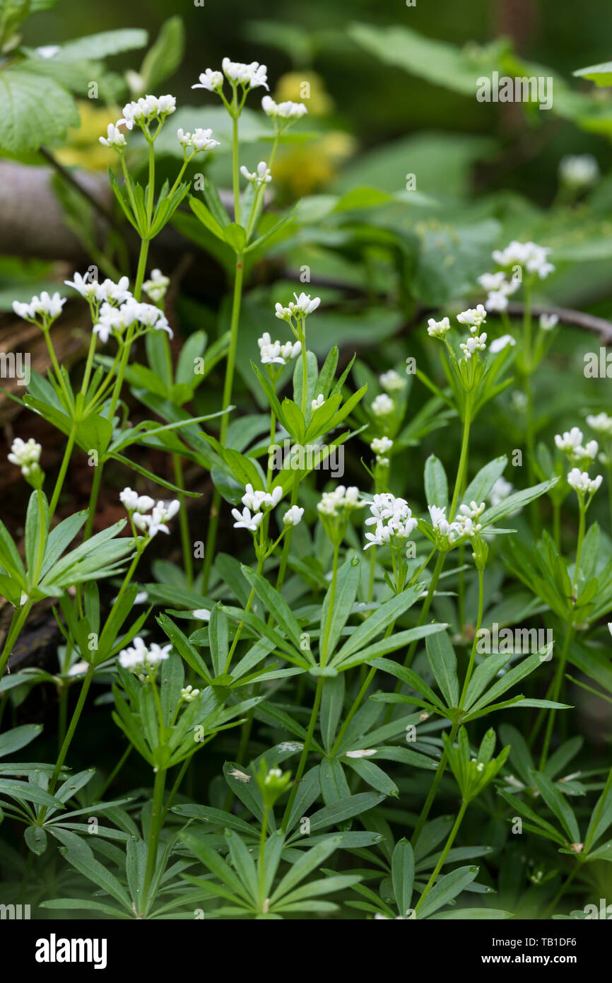 Le asperule odorante hi-res stock photography and images - Alamy