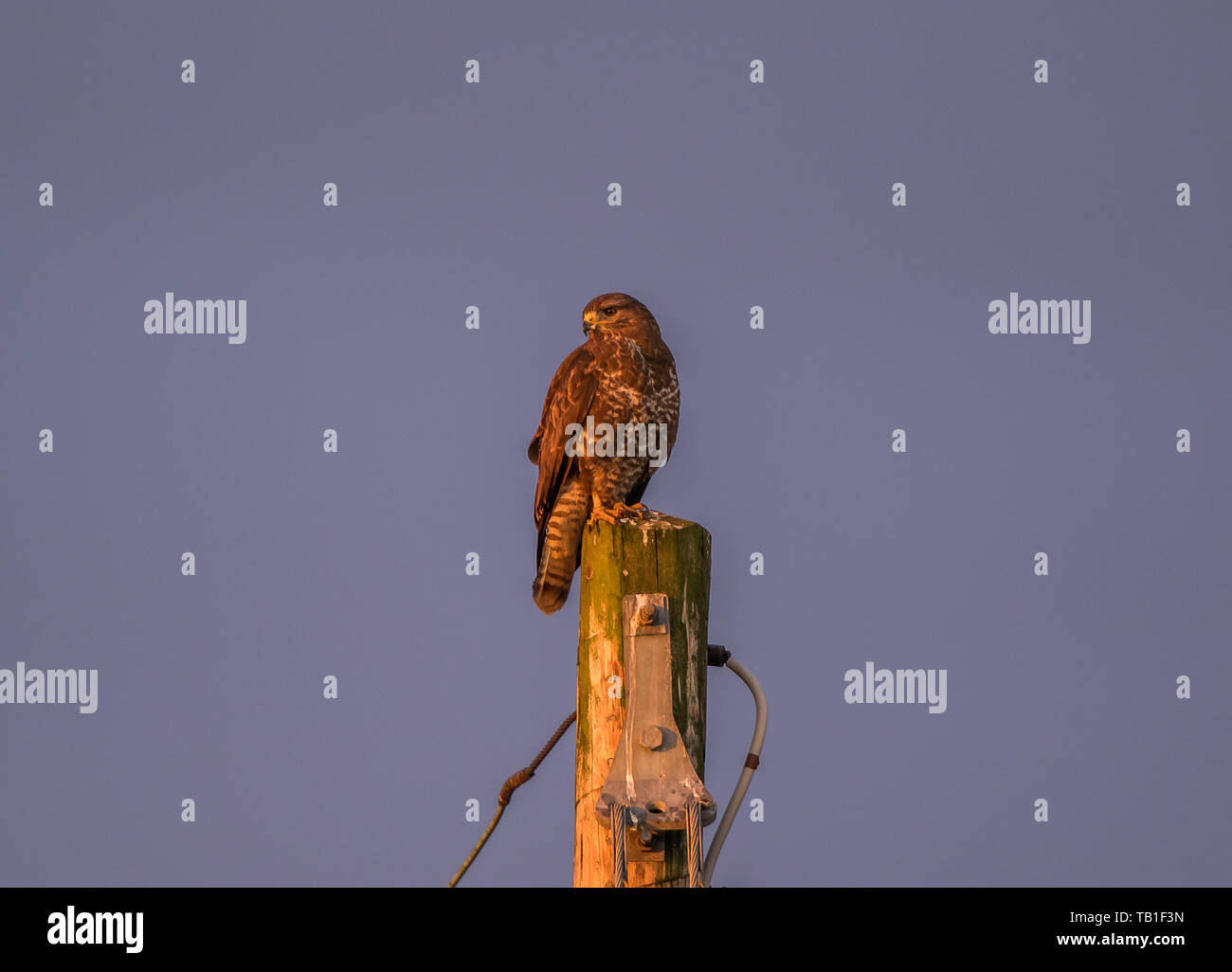 Buzzard on light pole hi-res stock photography and images - Alamy