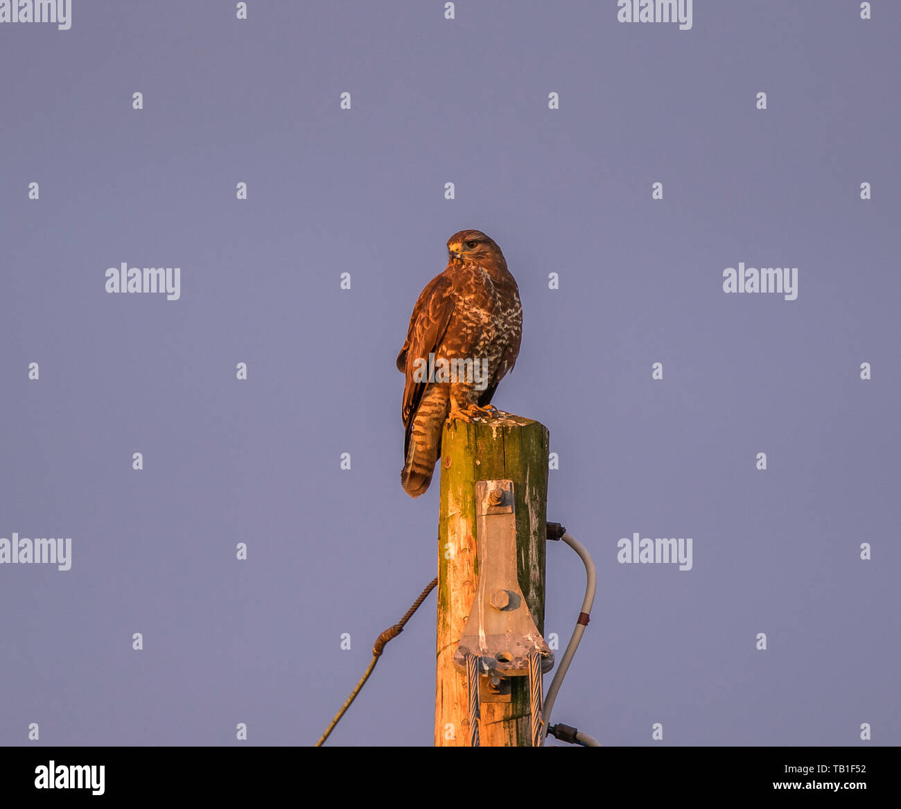 Buzzard on light pole hi-res stock photography and images - Alamy