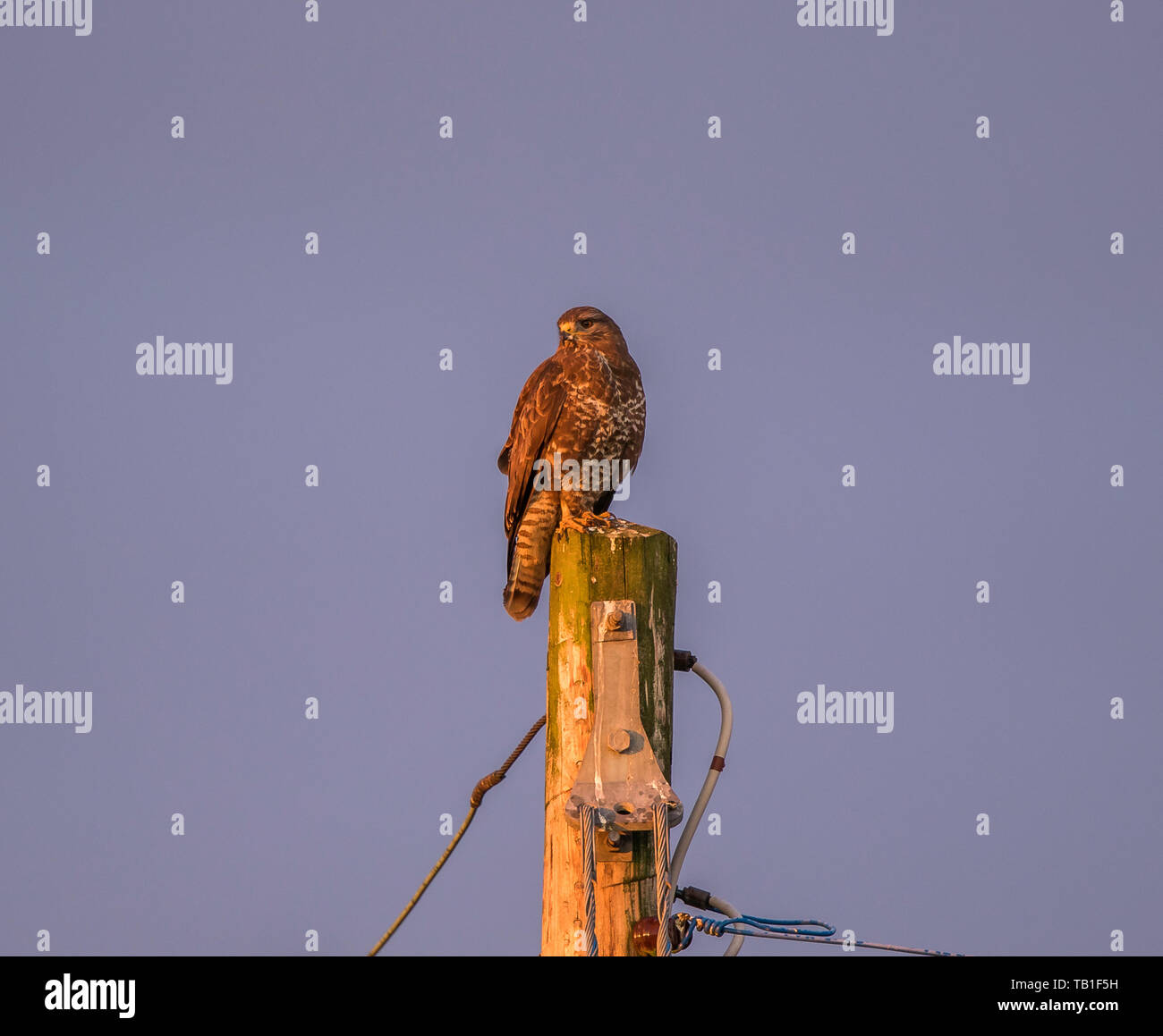 Buzz buzzard hi-res stock photography and images - Alamy