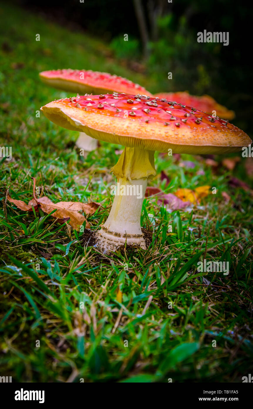 Autumn Toadstools Blue Mountains Australia Stock Photo - Alamy
