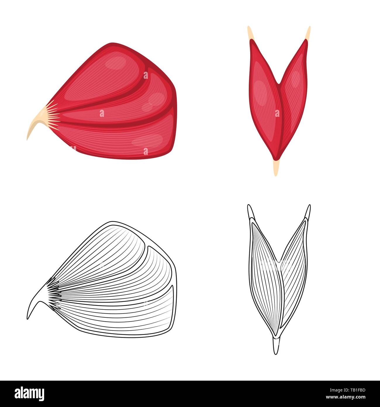 Vector design of fiber and muscular symbol. Collection of fiber and ...