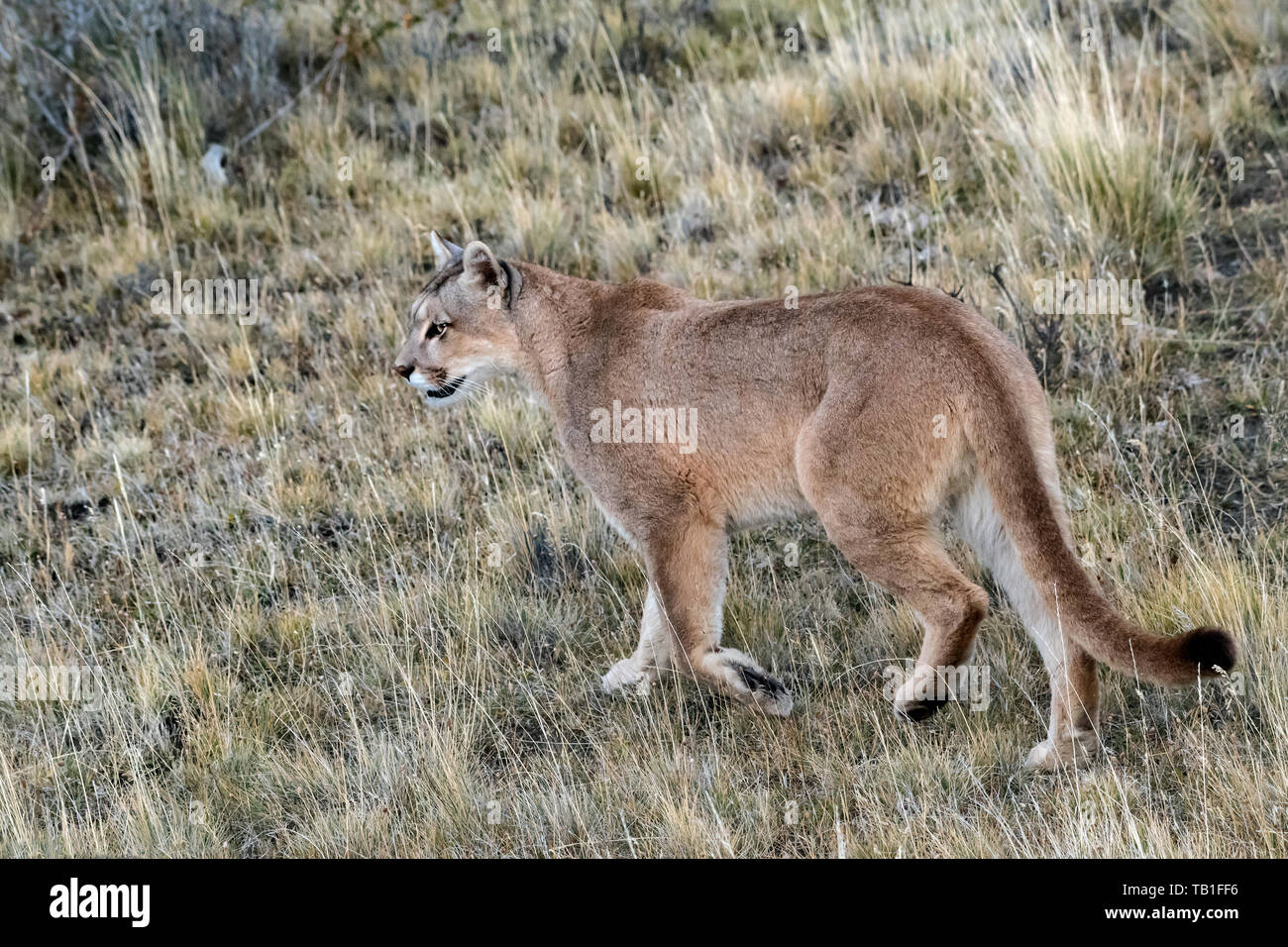 Puma (Felis concolor), Torres del Paine NP, Chile Stock Photo - Alamy