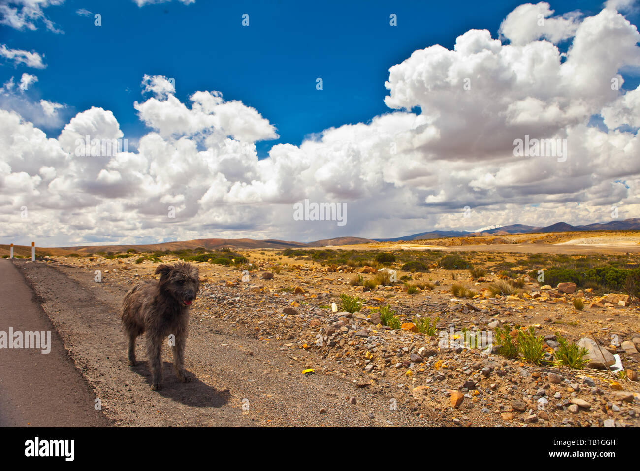 A dog at the side of the road at Andes,Peru Stock Photo - Alamy