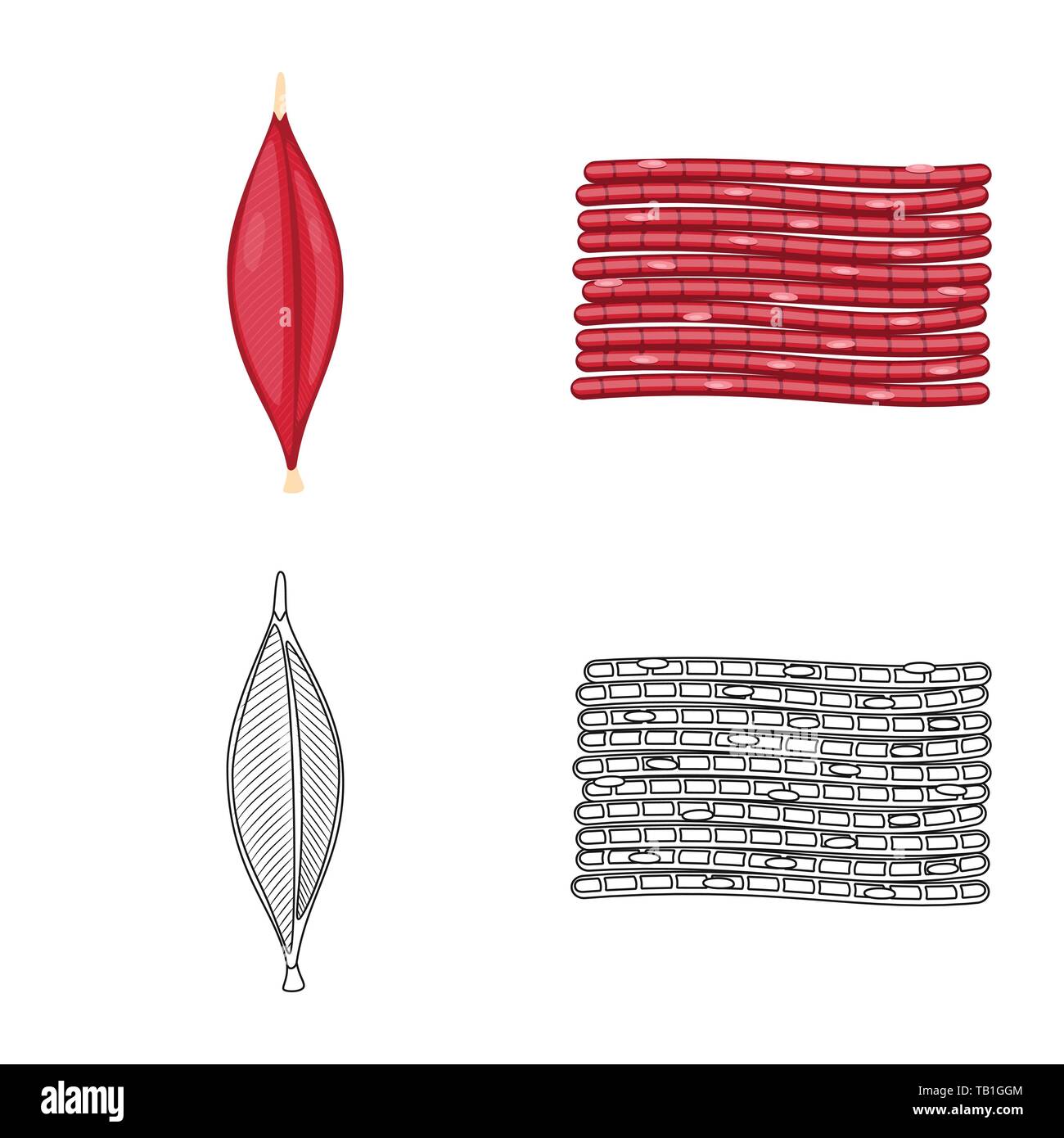 Vector design of fiber and muscular sign. Set of fiber and body stock ...