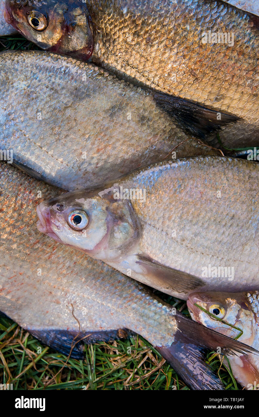 Pile taken from water hi-res stock photography and images - Alamy