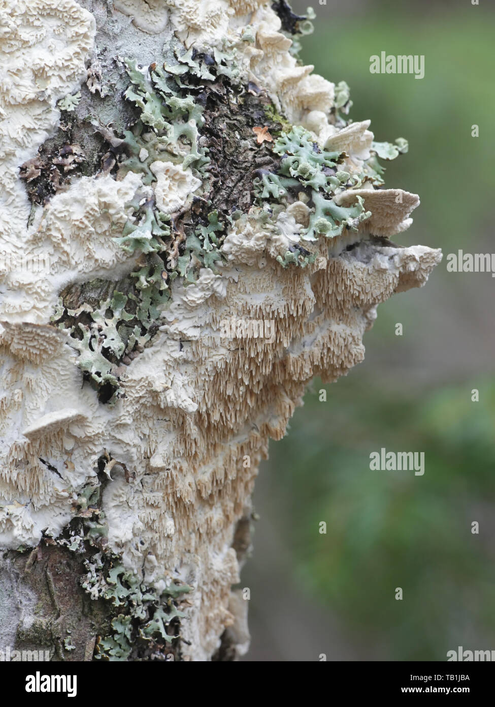 Irpex lacteus, known as the Milk-white Toothed Polypore, studied for ...