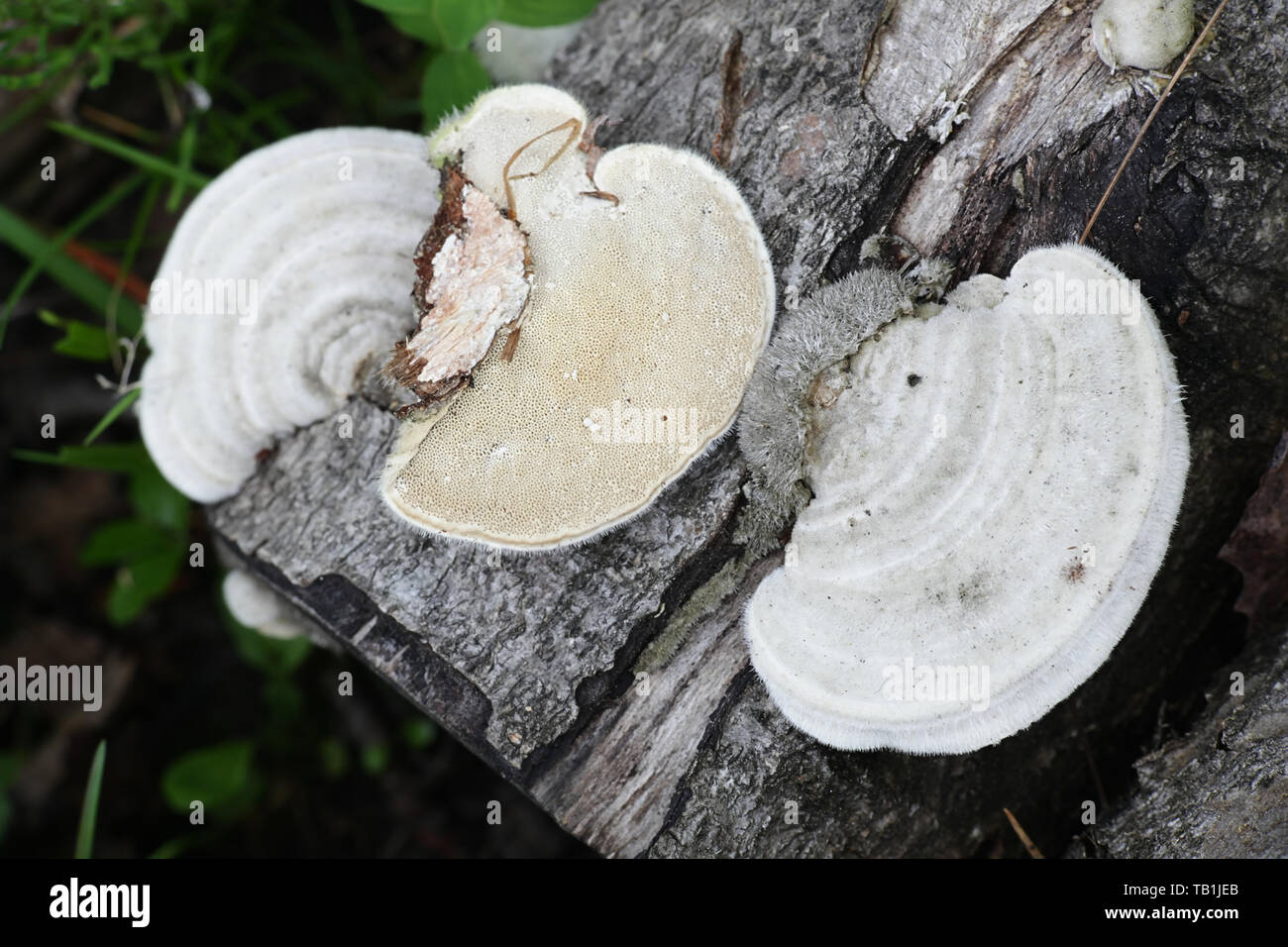 Trametes pubescens, a turkey tail fungus commonly called the hairy ...