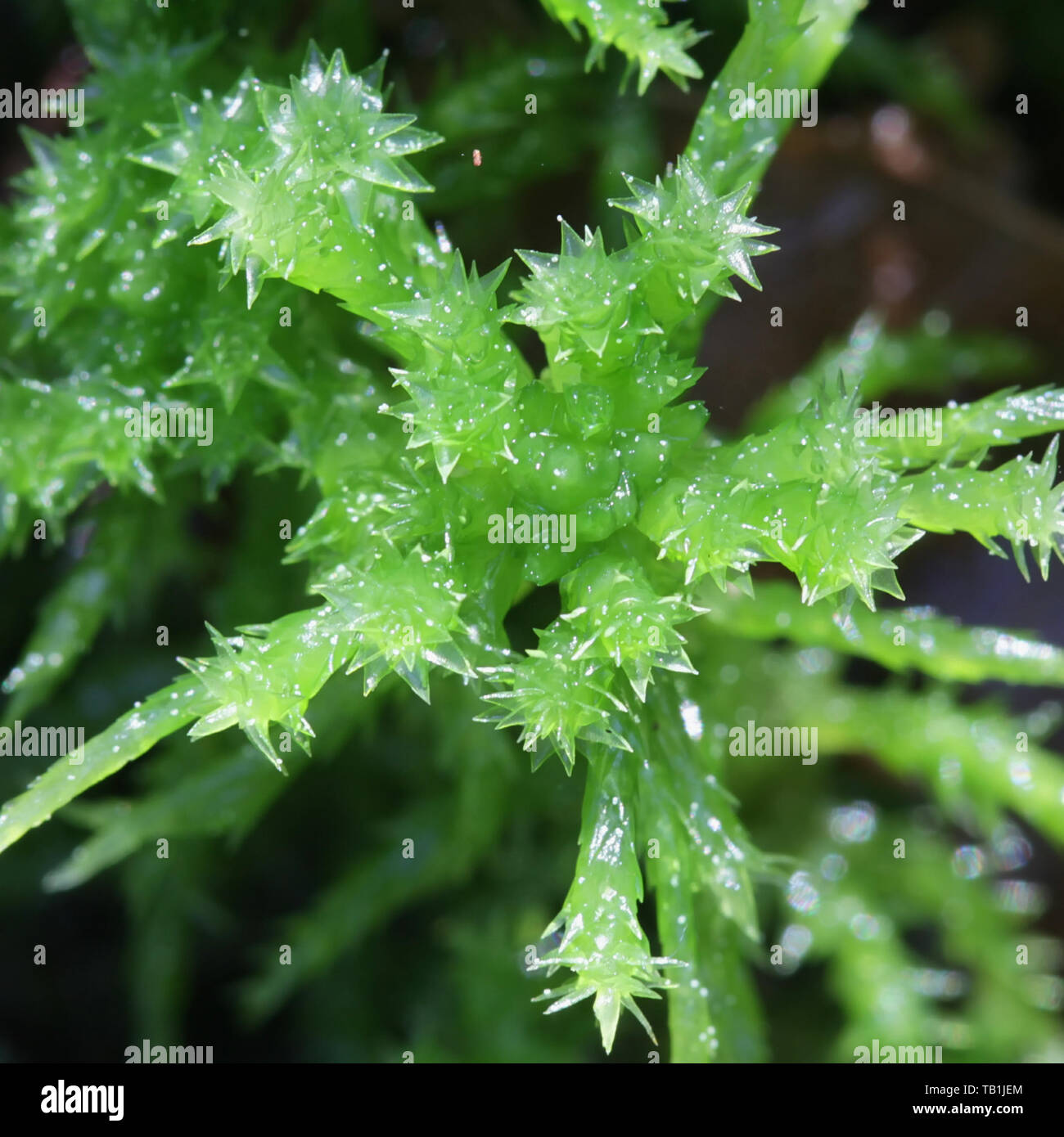 Sphagnum squarrosum, commonly known as the spiky bog-moss or spreading ...