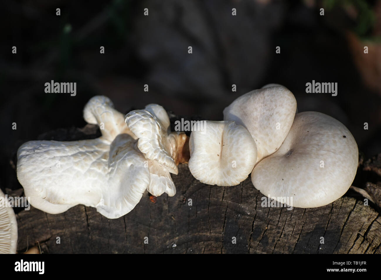 Neolentinus lepideus, known as scaly lentinus and train wrecker Stock ...