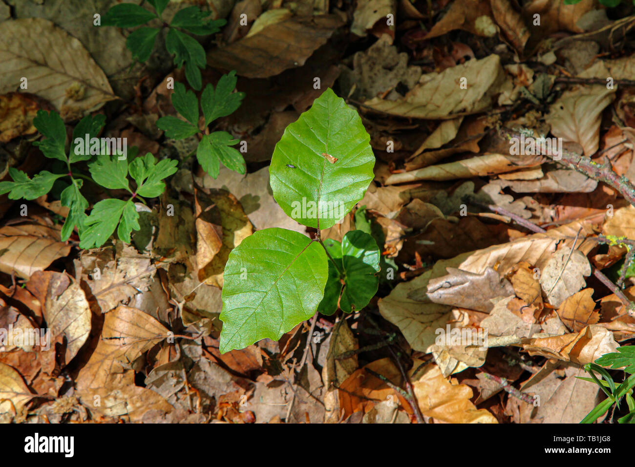 Sprout of the future tree makes its way out of the ground Stock Photo ...