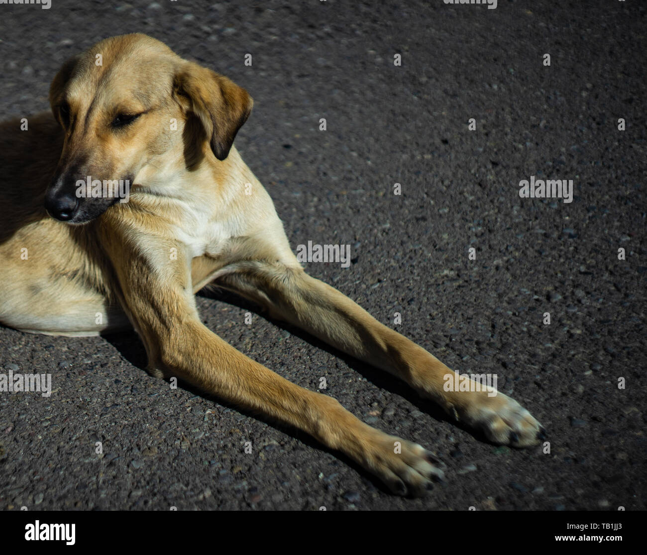 Little homeless dog outdoor in the city Stock Photo - Alamy