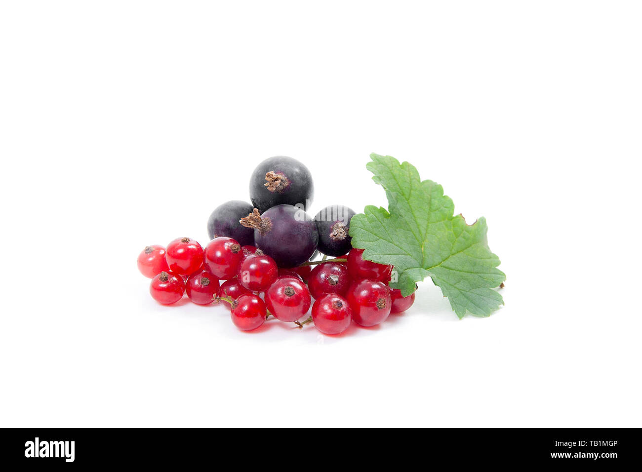 Close up view of black and red currant berry isolated on white ...
