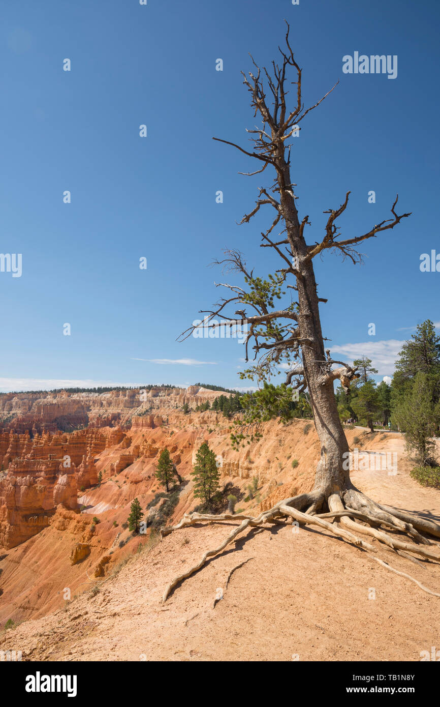 Trees in bryce canyon in the united states of america Stock Photo - Alamy