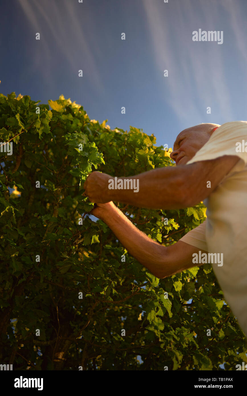 Stunning vertical portrait of an elderly caucasian man under a tree ...