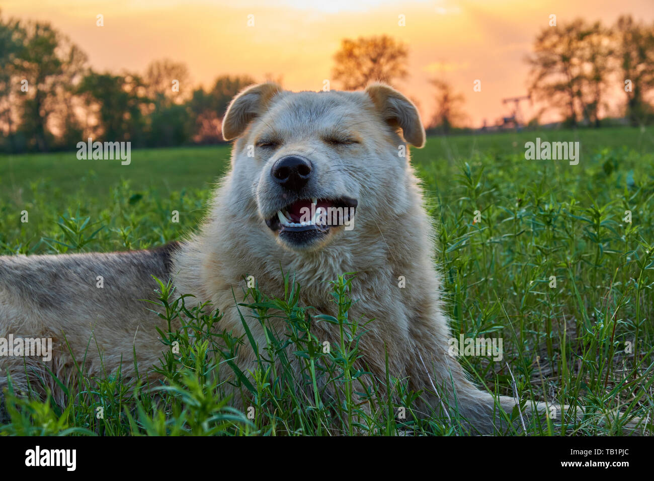 Golden grins hi-res stock photography and images - Alamy