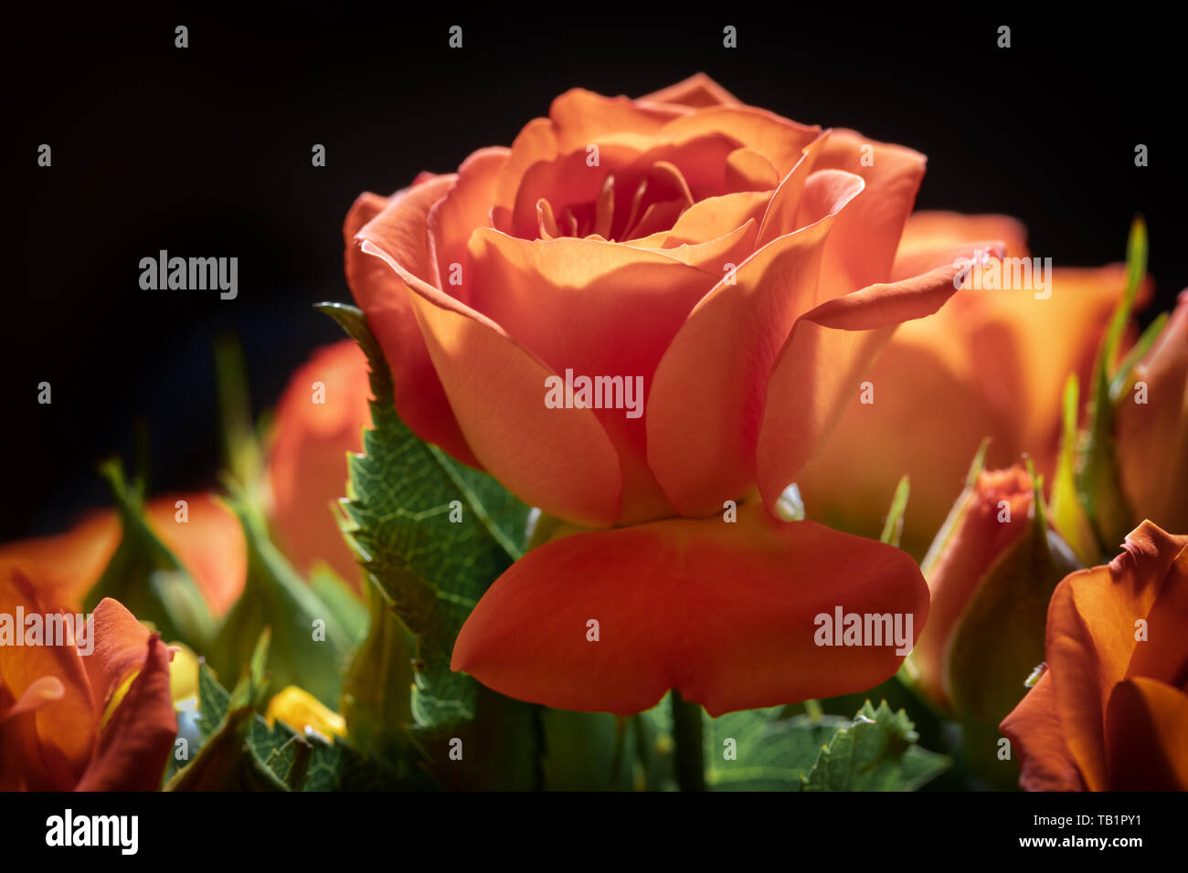 Cinnabar roses hi-res stock photography and images - Alamy