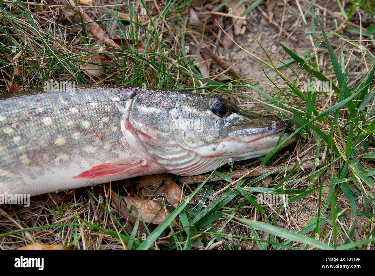 Freshwater Northern pike fish know as Esox Lucius lying on green grass ...