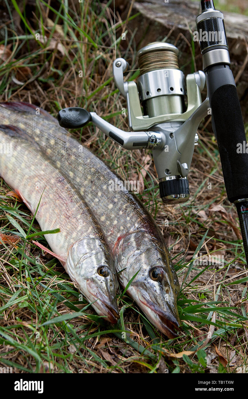 Freshwater Northern pike fish know as Esox Lucius and fishing rod with ...