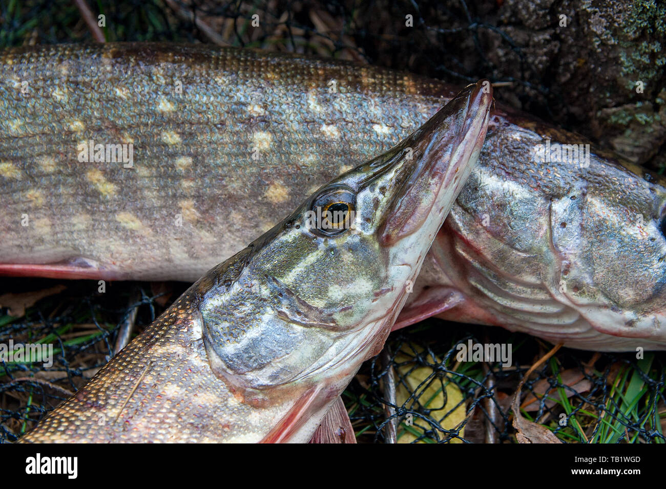 Freshwater Northern pike fish know as Esox Lucius lying on landing net ...