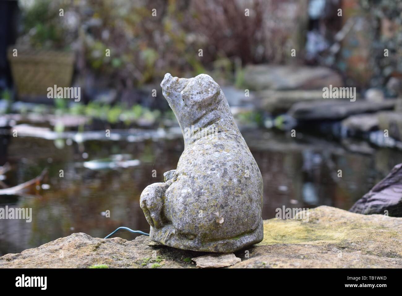 Pig fish hi-res stock photography and images - Alamy