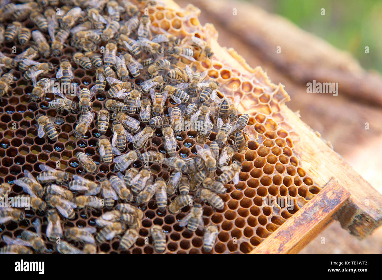 Close up view of the working bees on the honeycomb. Bee honey collected in the beautiful yellow ...