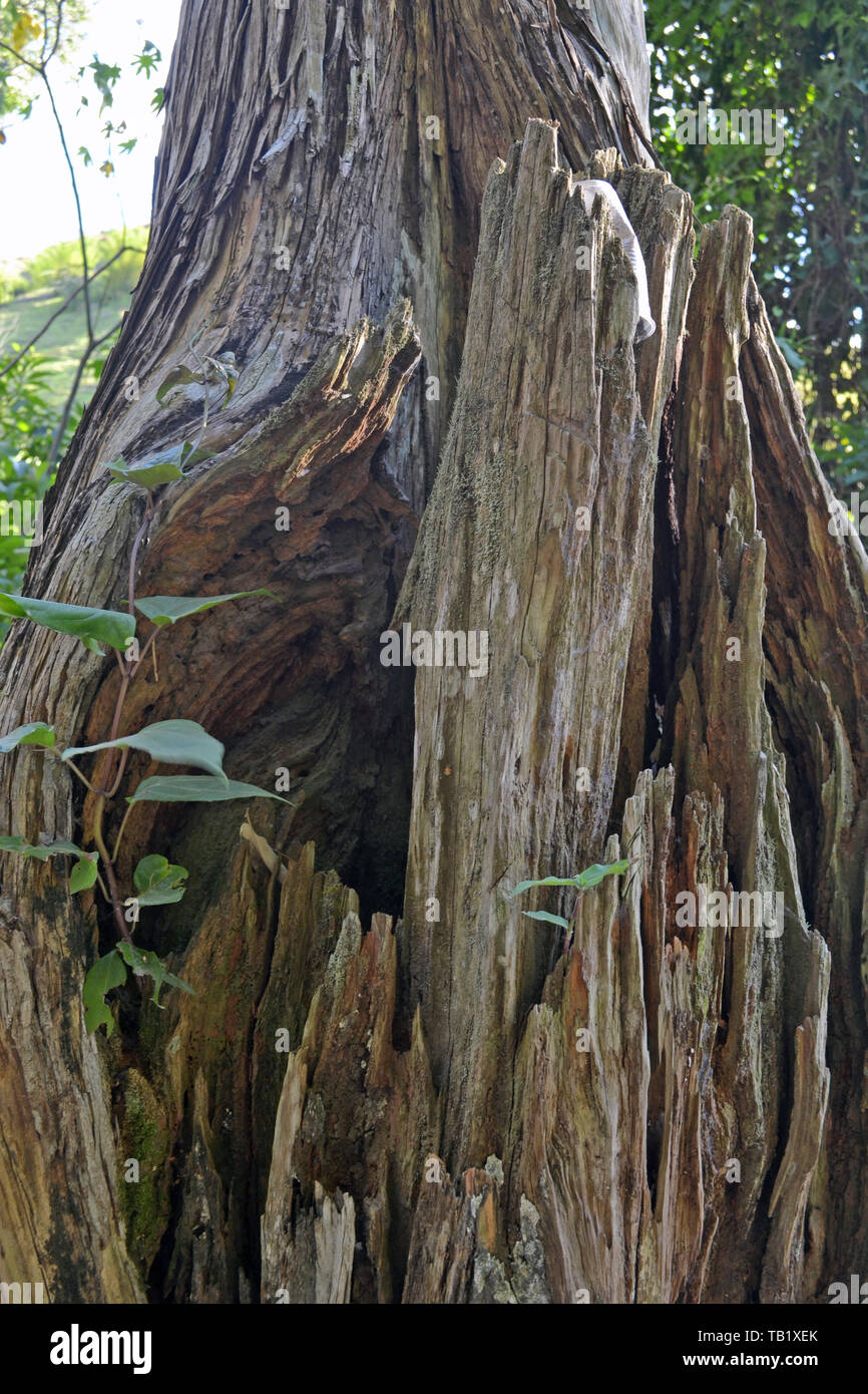 Lichen on oak tree hi-res stock photography and images - Alamy