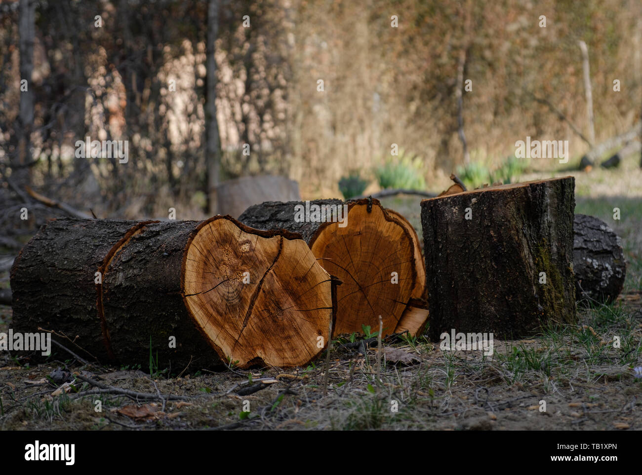 Freshly Cut Tree Logs. Sawed tree trunks Stock Photo - Alamy