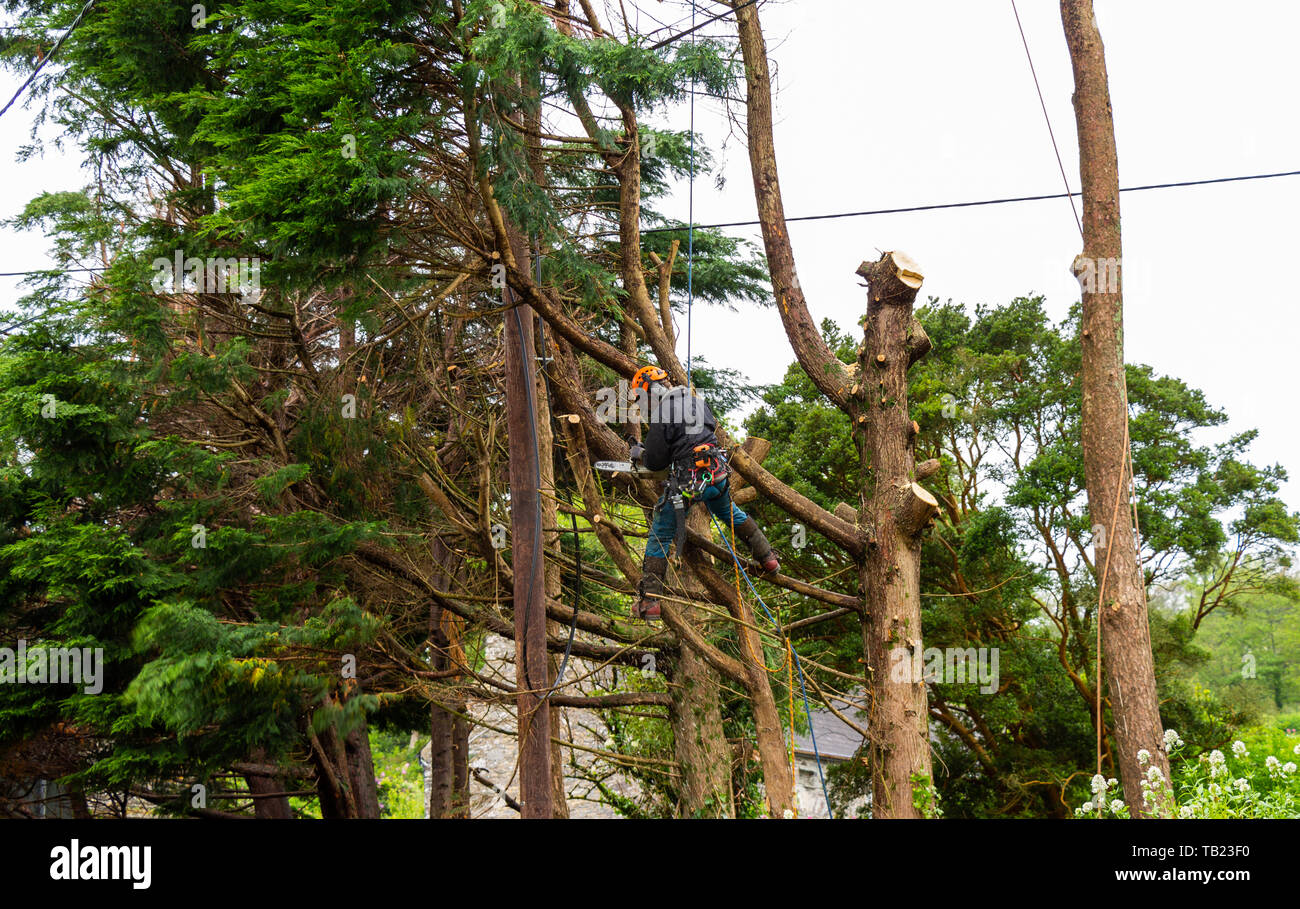 Top down tree hi-res stock photography and images - Alamy