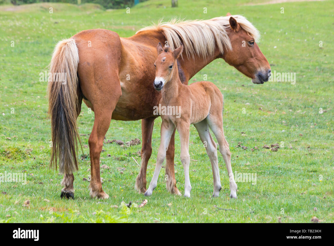 Wobbly Legs Animal High Resolution Stock Photography and Images - Alamy