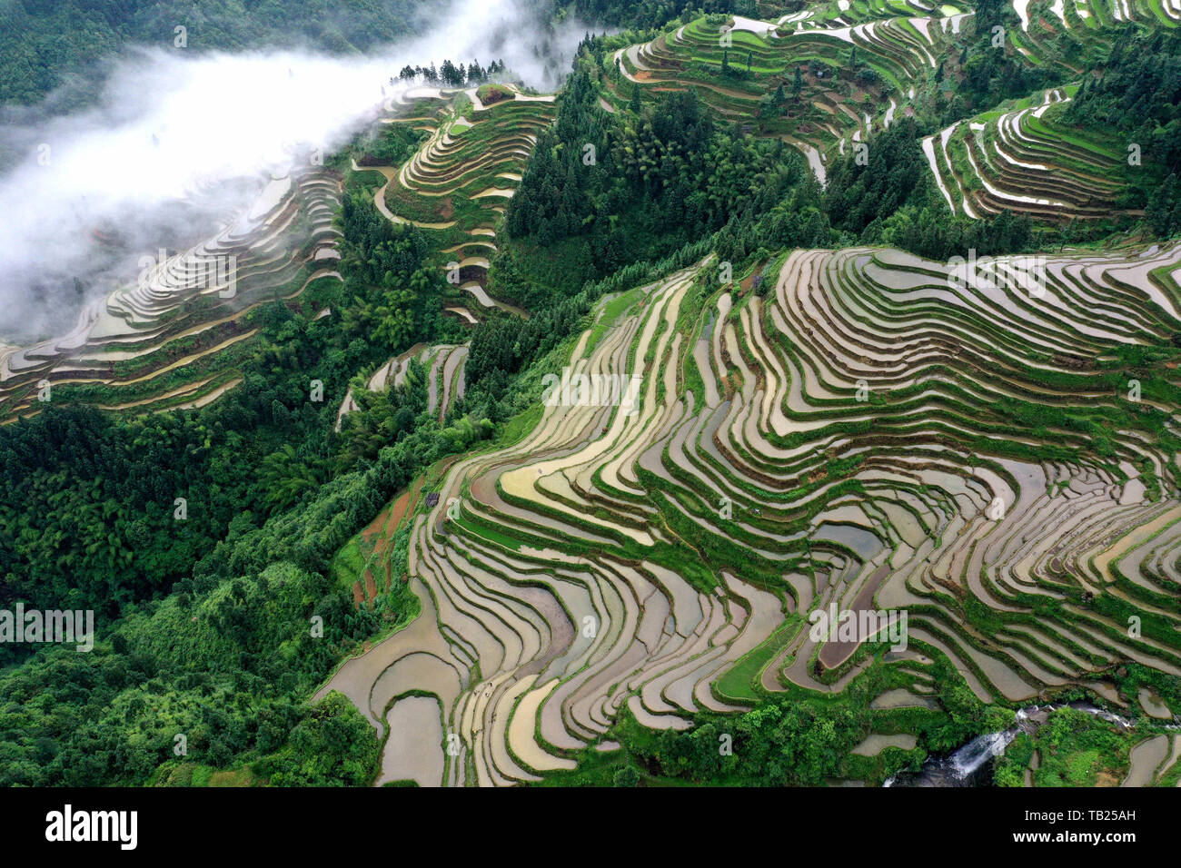 May 29, 2019, Congjiang, China: Aerial photography of terraced fields ...