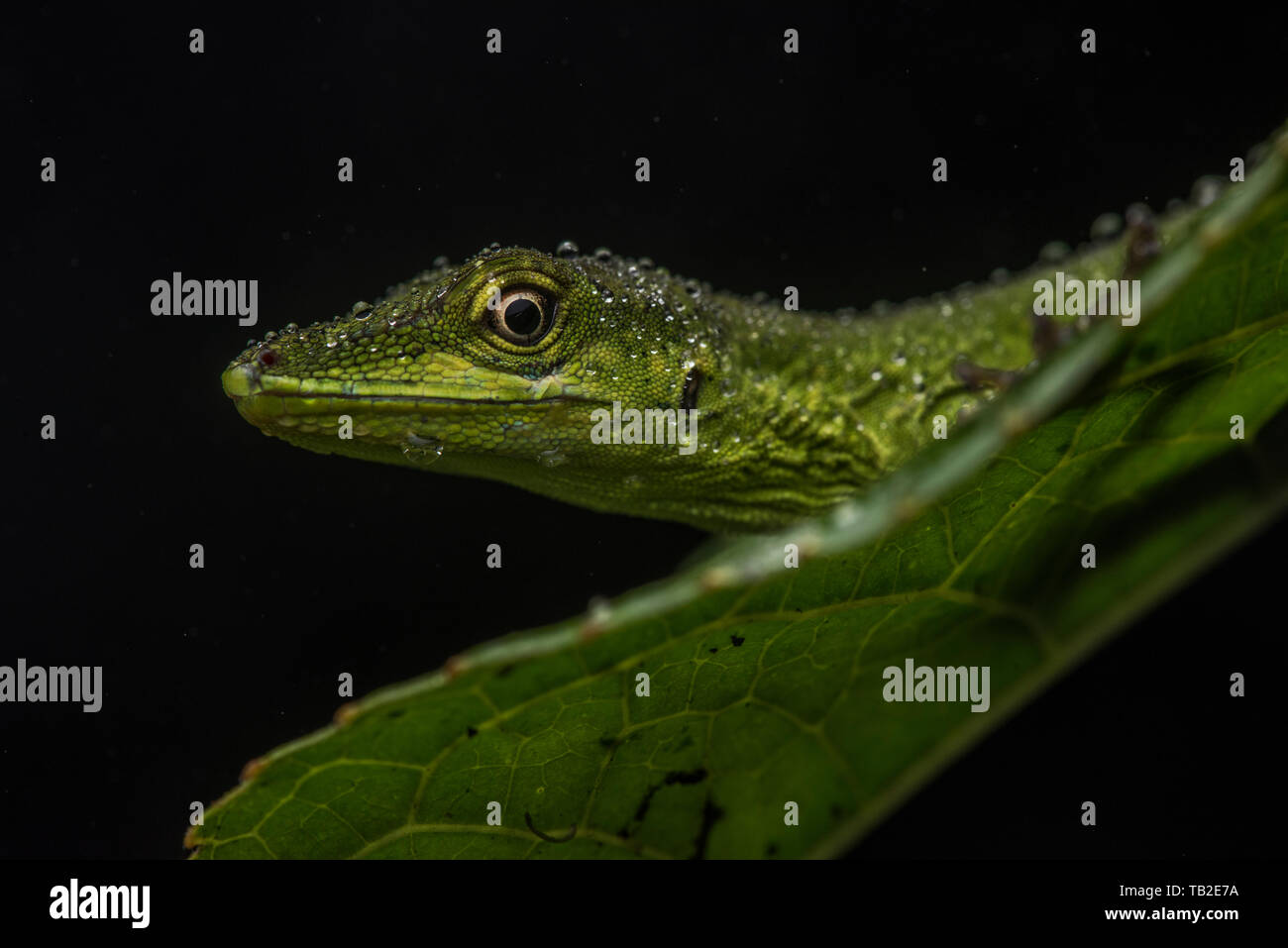 Gem anole hi-res stock photography and images - Alamy