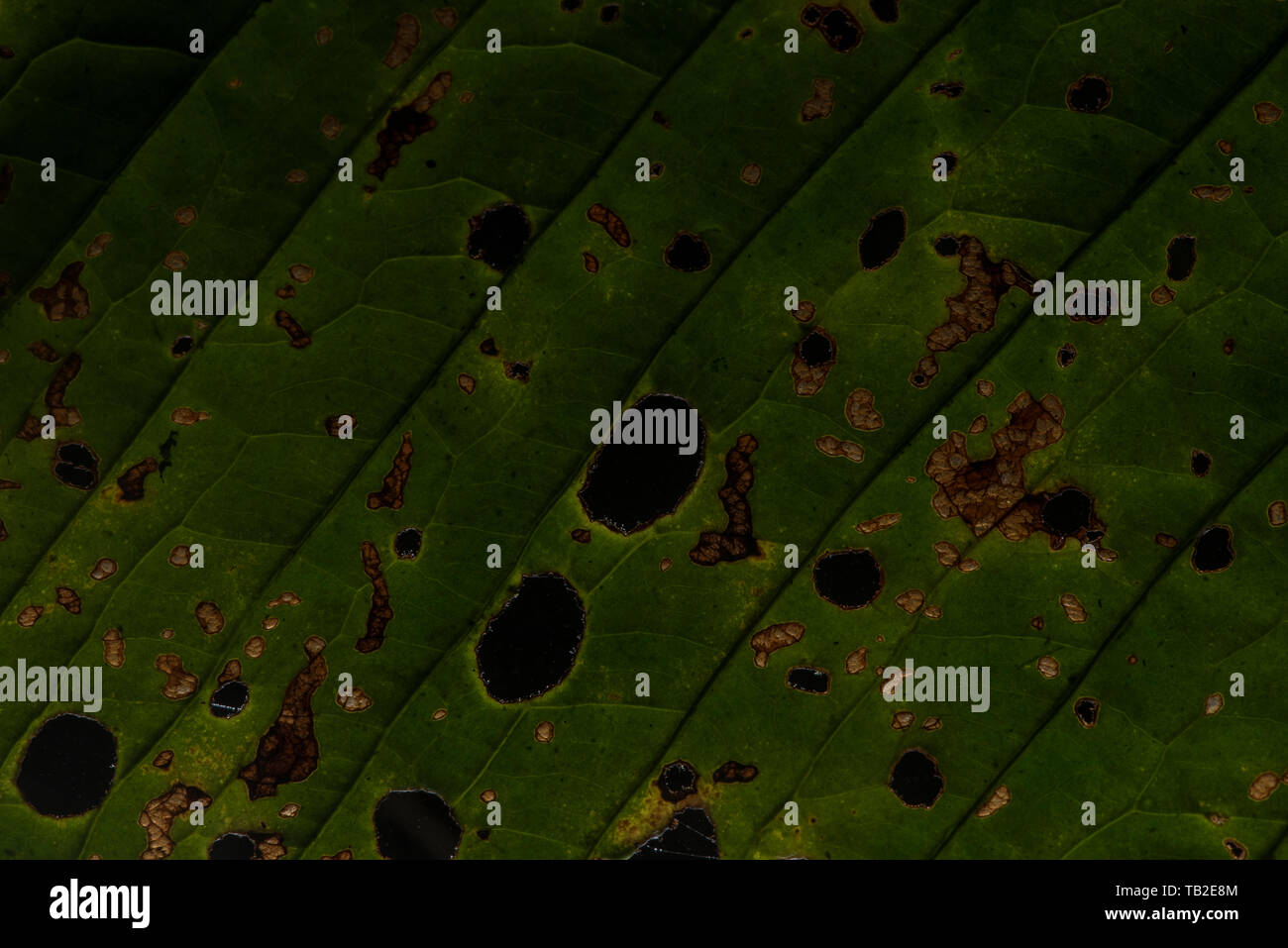 Leaf damage hi-res stock photography and images - Alamy