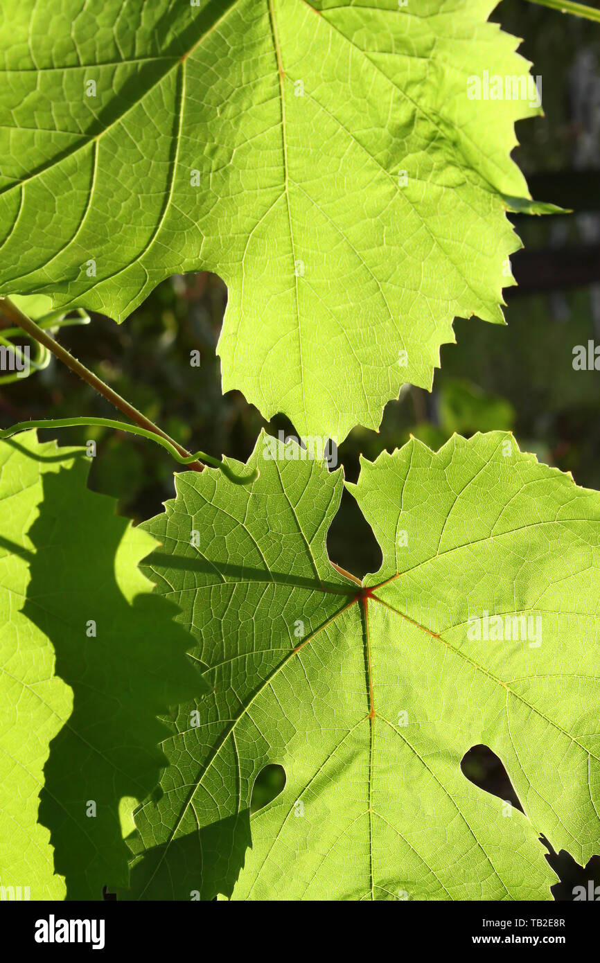 Leaves of grape glowing in sunlight Stock Photo - Alamy