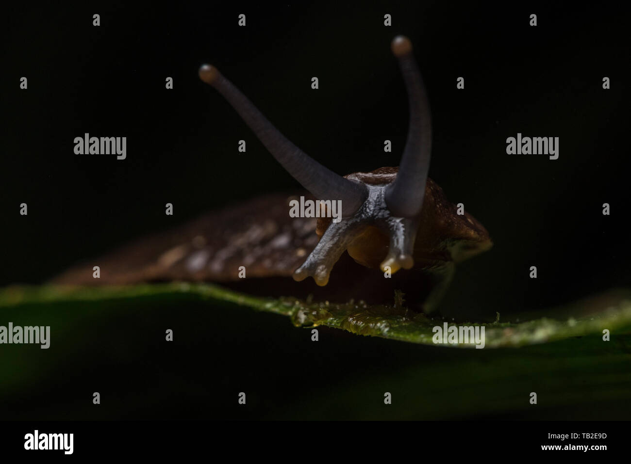 Slug eyes hi-res stock photography and images - Alamy