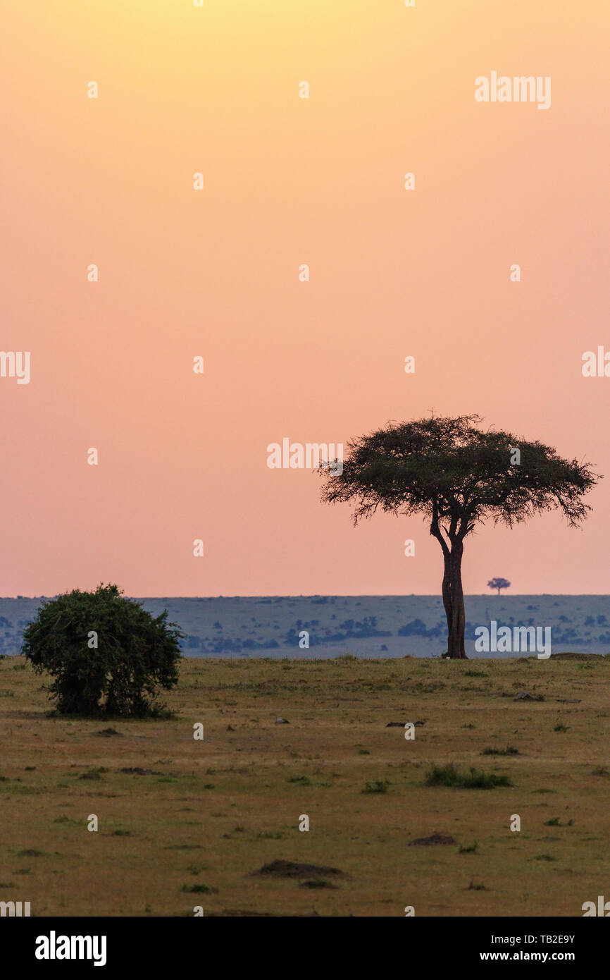 Savannah tree hi-res stock photography and images - Alamy