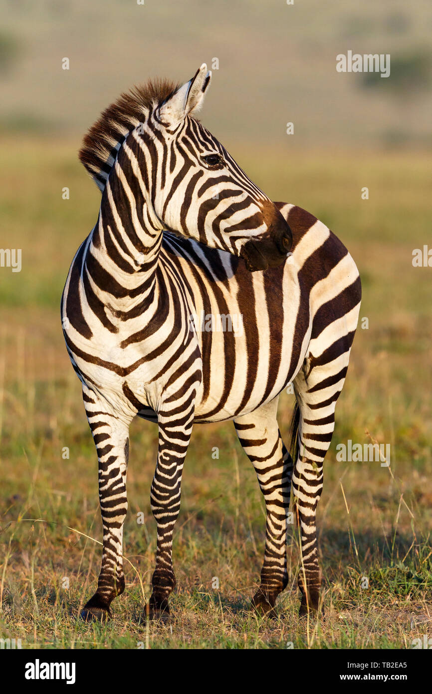 Zebra standing and looking aside Stock Photo - Alamy