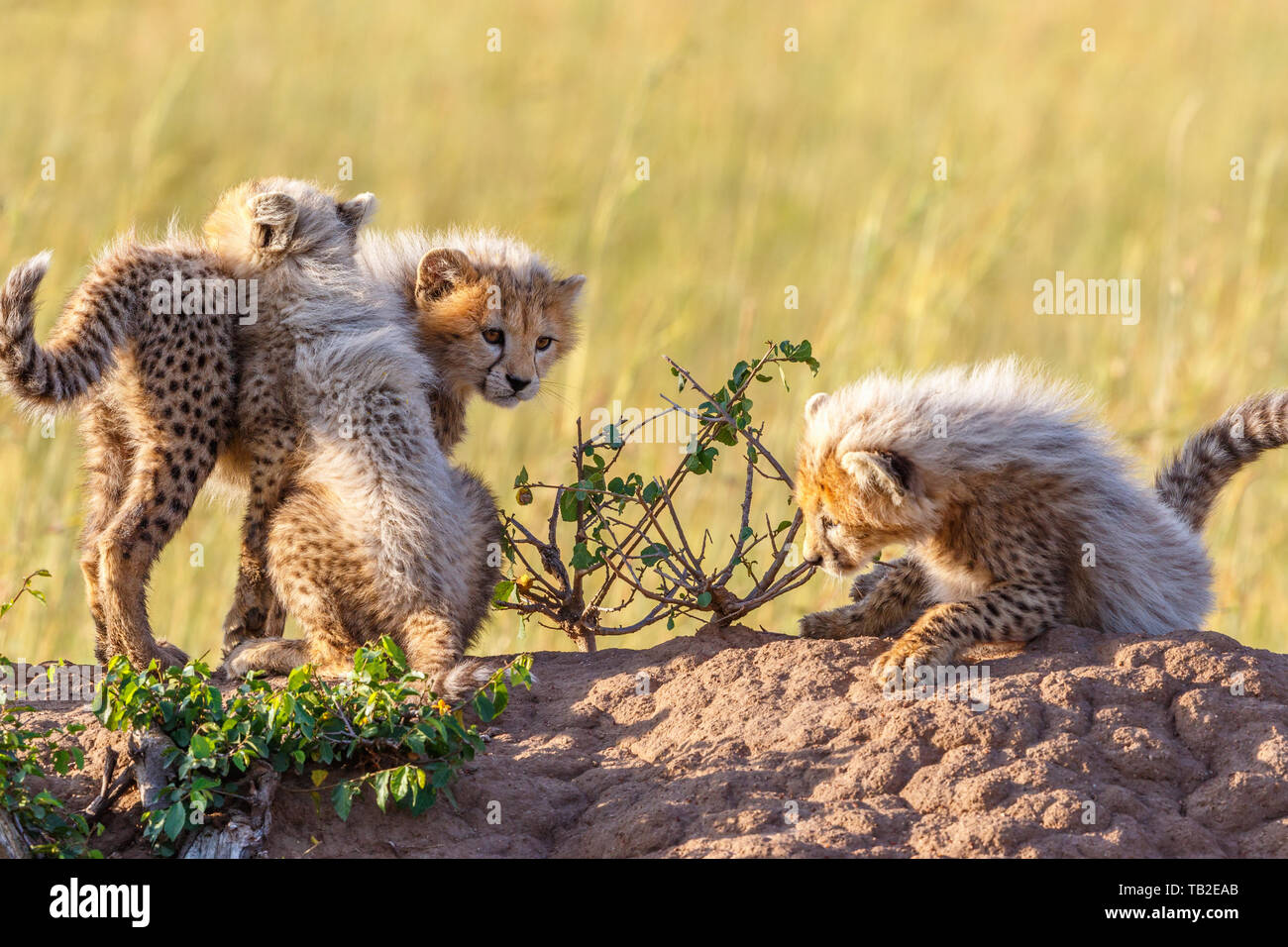 Newborn cheetah cub hi-res stock photography and images - Alamy