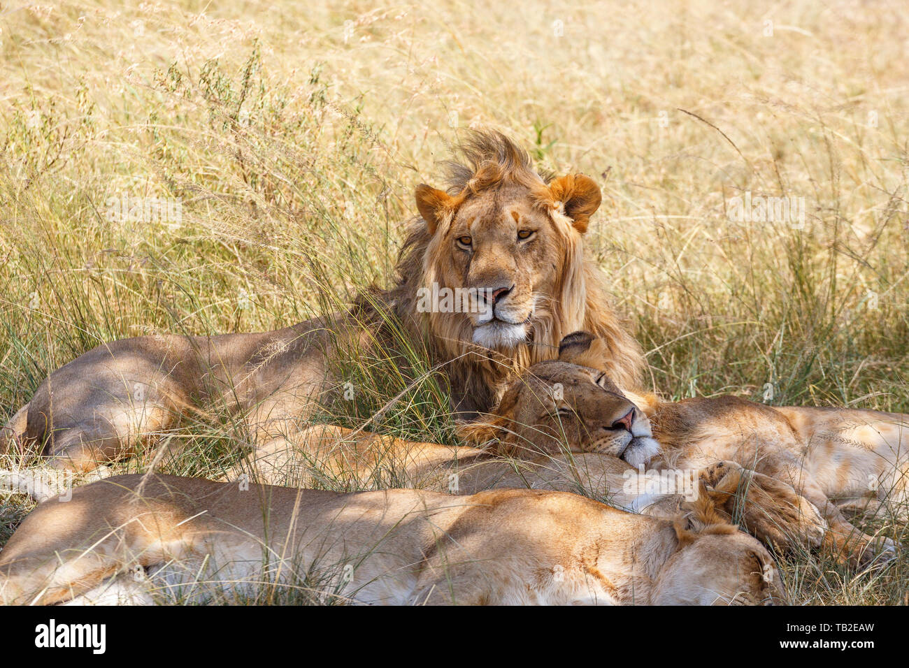 Male lions lying down in grass hi-res stock photography and images - Alamy