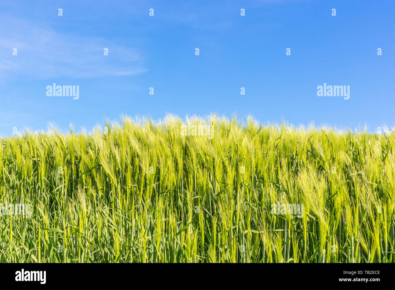 Seed stalks in a field Stock Photo - Alamy