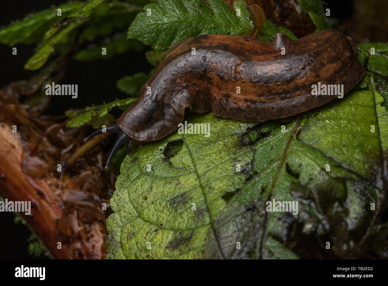 A large leatherleaf slug (possibly Colosius sp) from the cloud forests ...