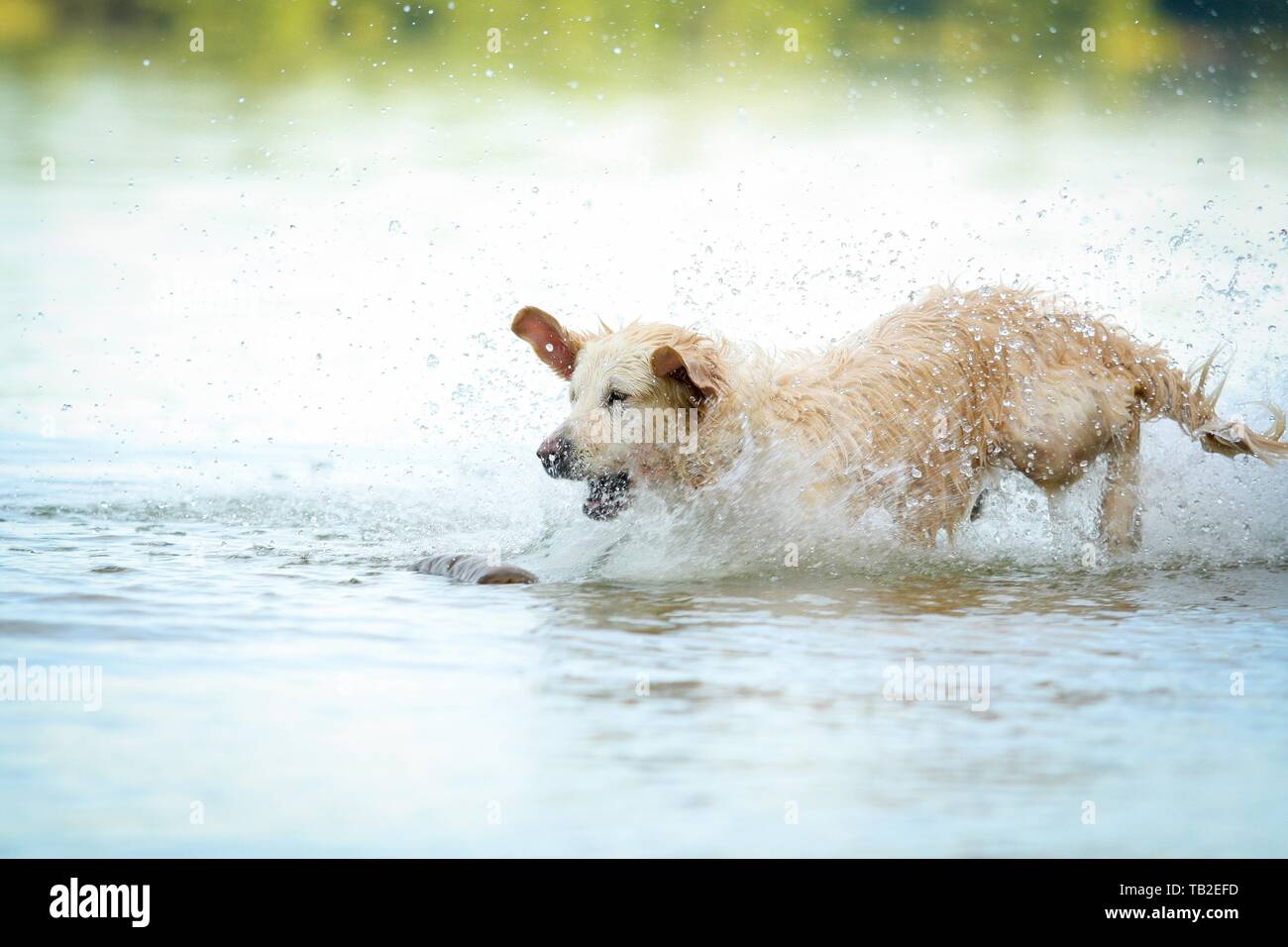 running Golden Retriever Stock Photo - Alamy