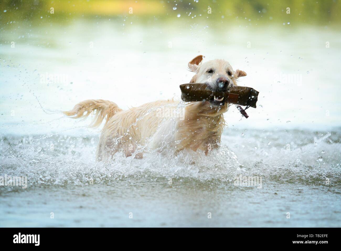 retrieving Golden Retriever Stock Photo - Alamy