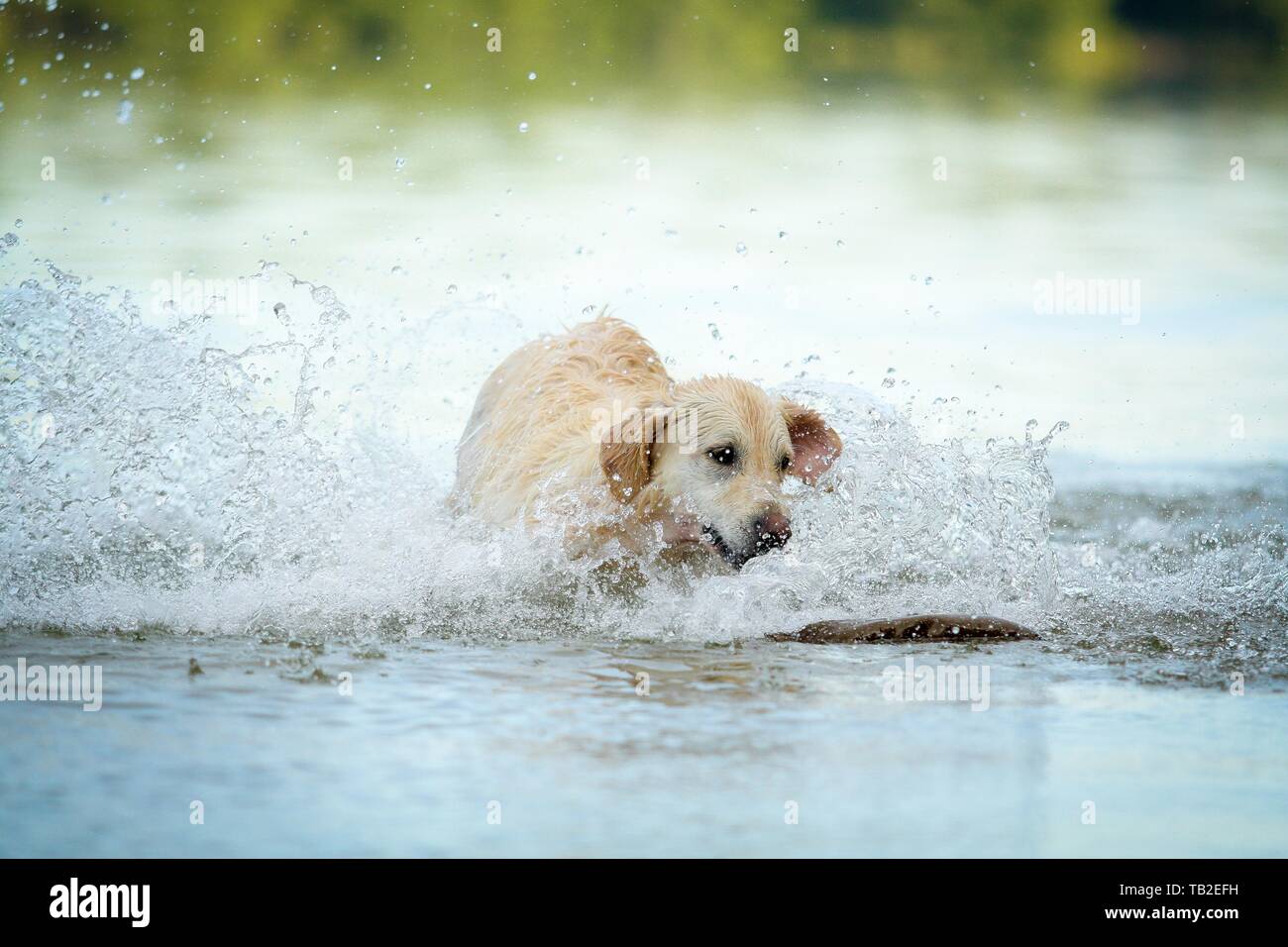 running Golden Retriever Stock Photo - Alamy
