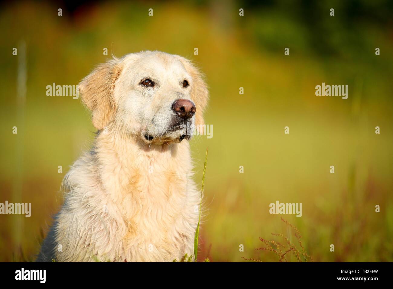 Pale and golden retrievers hi-res stock photography and images - Alamy