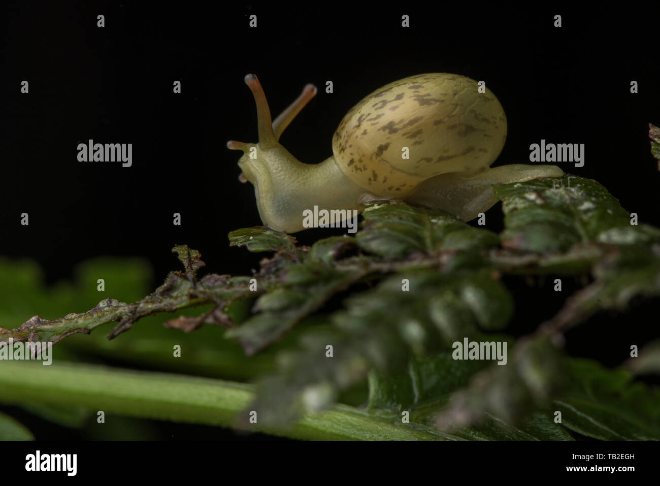 A small delicate snail from the cloud forest of Andean Ecuador in South ...