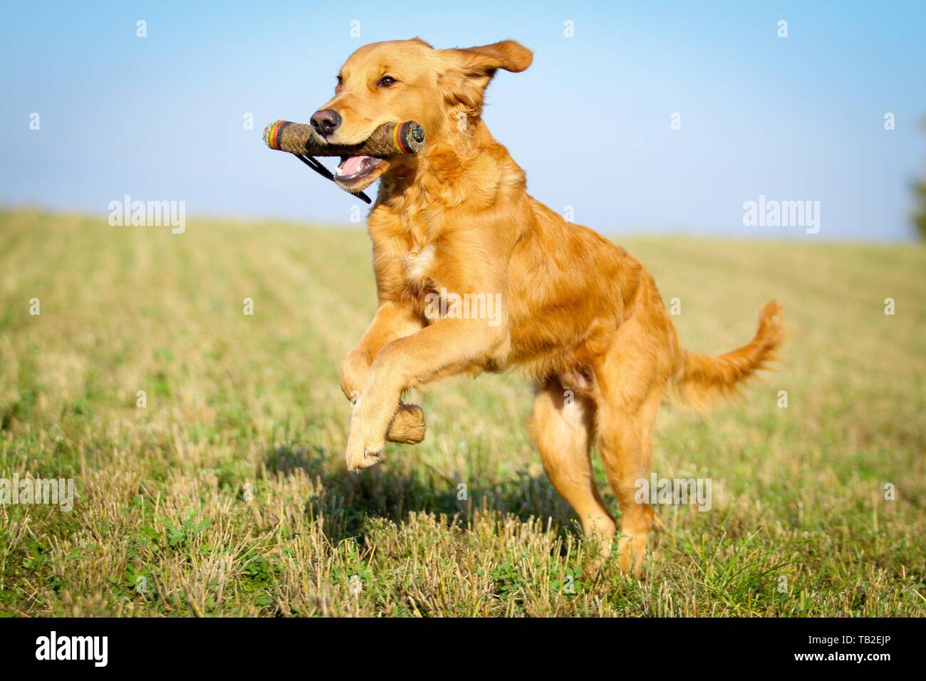 retrieving Golden Retriever Stock Photo - Alamy