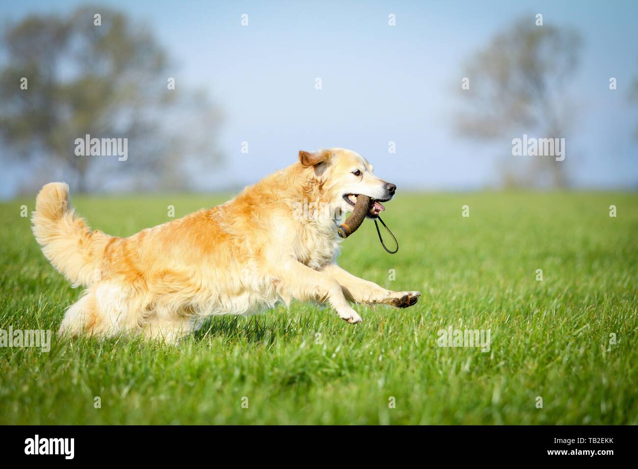retrieving Golden Retriever Stock Photo - Alamy