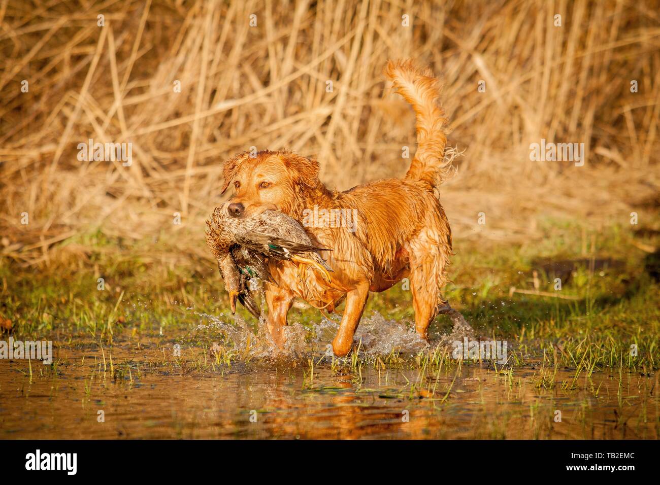 retrieving Golden Retriever Stock Photo - Alamy