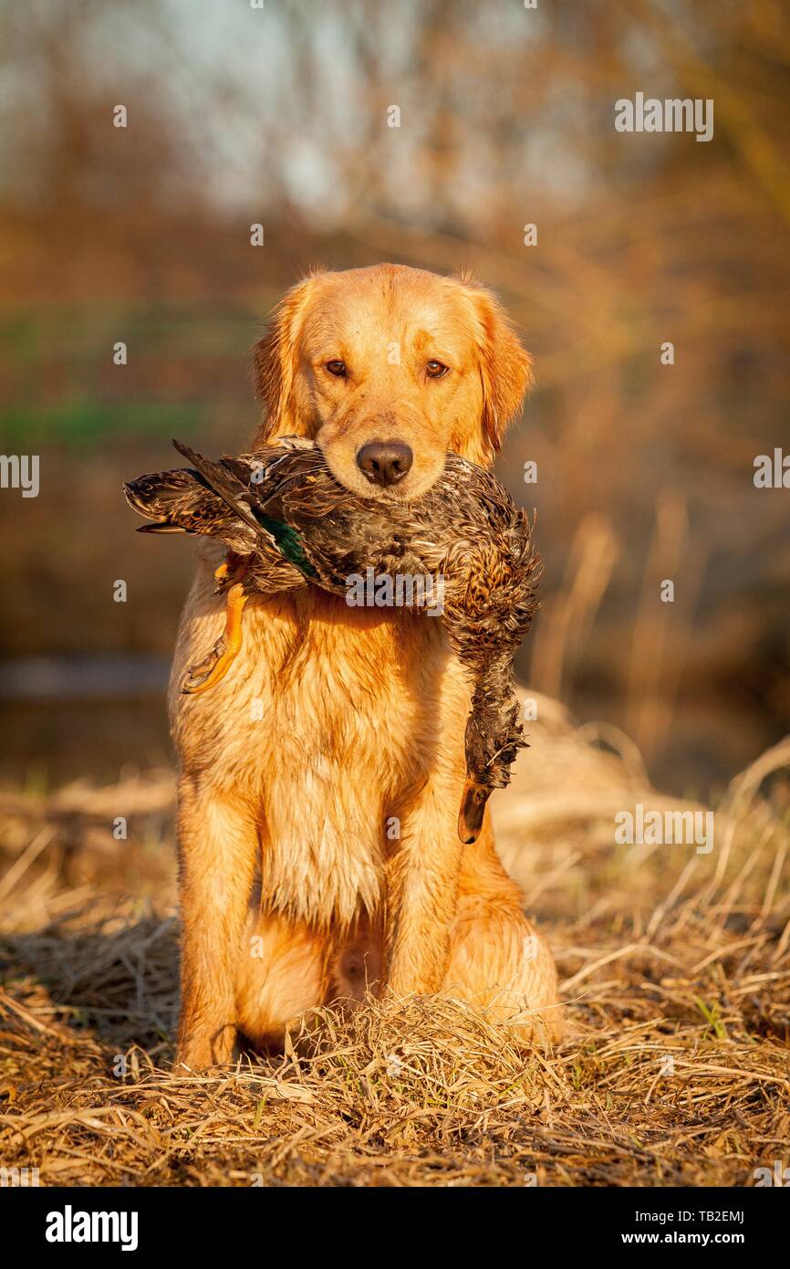 Dead golden retriever hi-res stock photography and images - Alamy